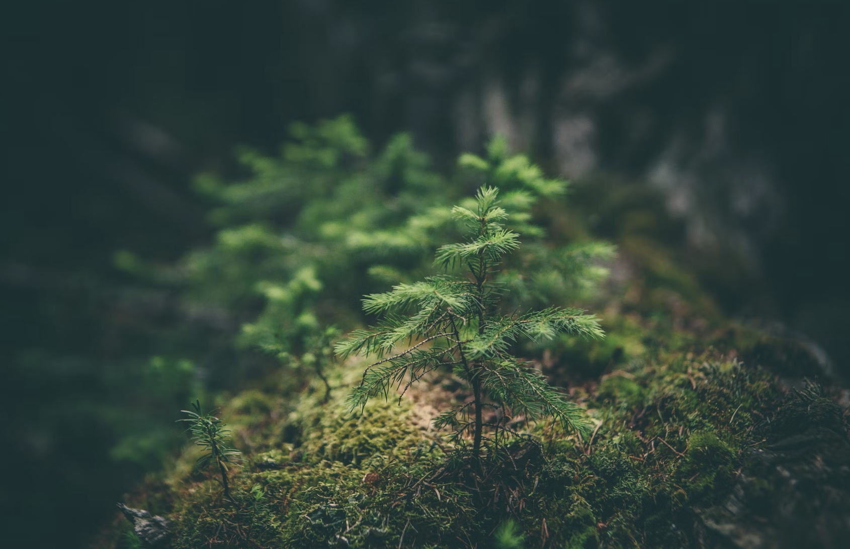 80+ Inspiring Nature Quotes to Reconnect with the Outdoors
